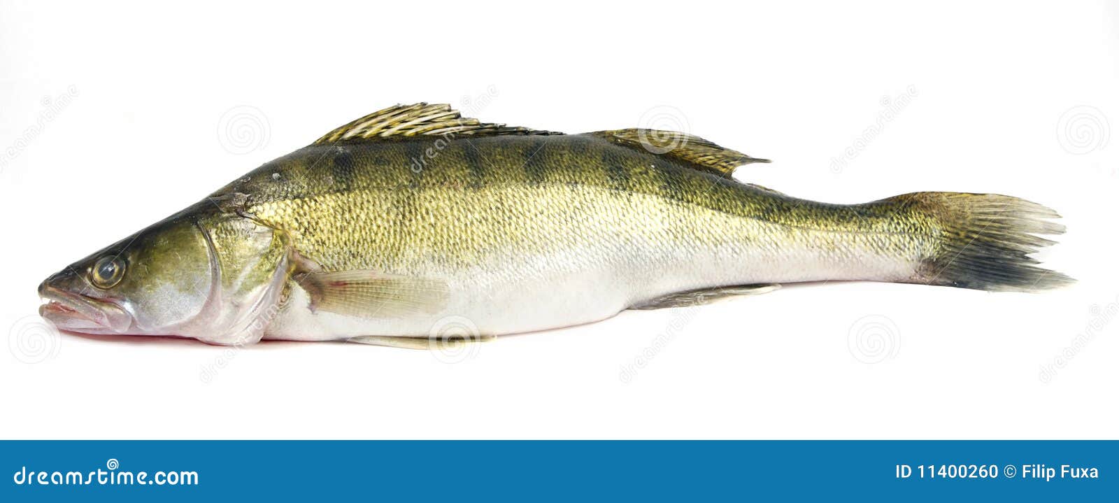 Walleye zander fish stock photo. Image of catch, food - 11400260