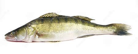 Walleye zander fish stock photo. Image of catch, food - 11400260