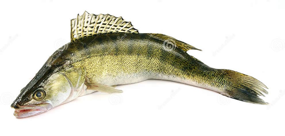 Walleye zander fish stock image. Image of draught, fish - 9498973
