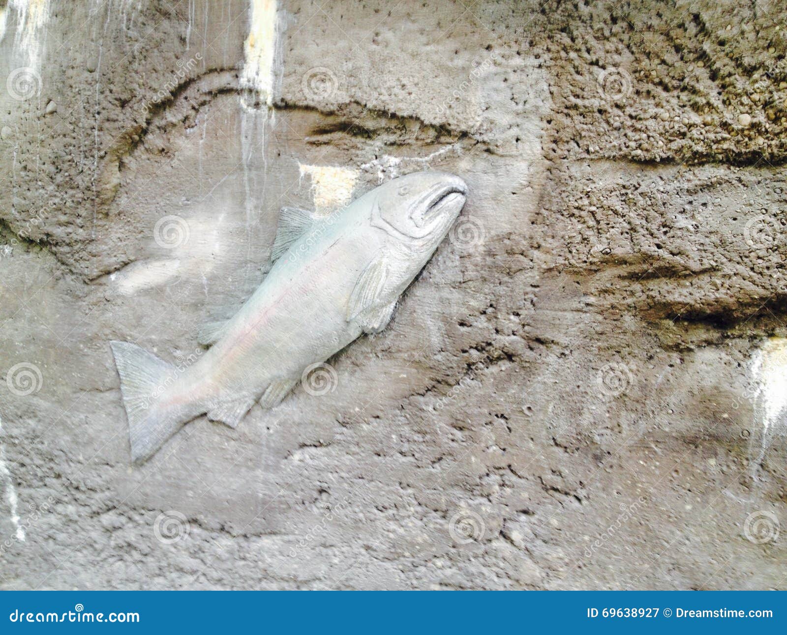 Wallfish stock image. Image of wallfish, fish, cement - 69638927