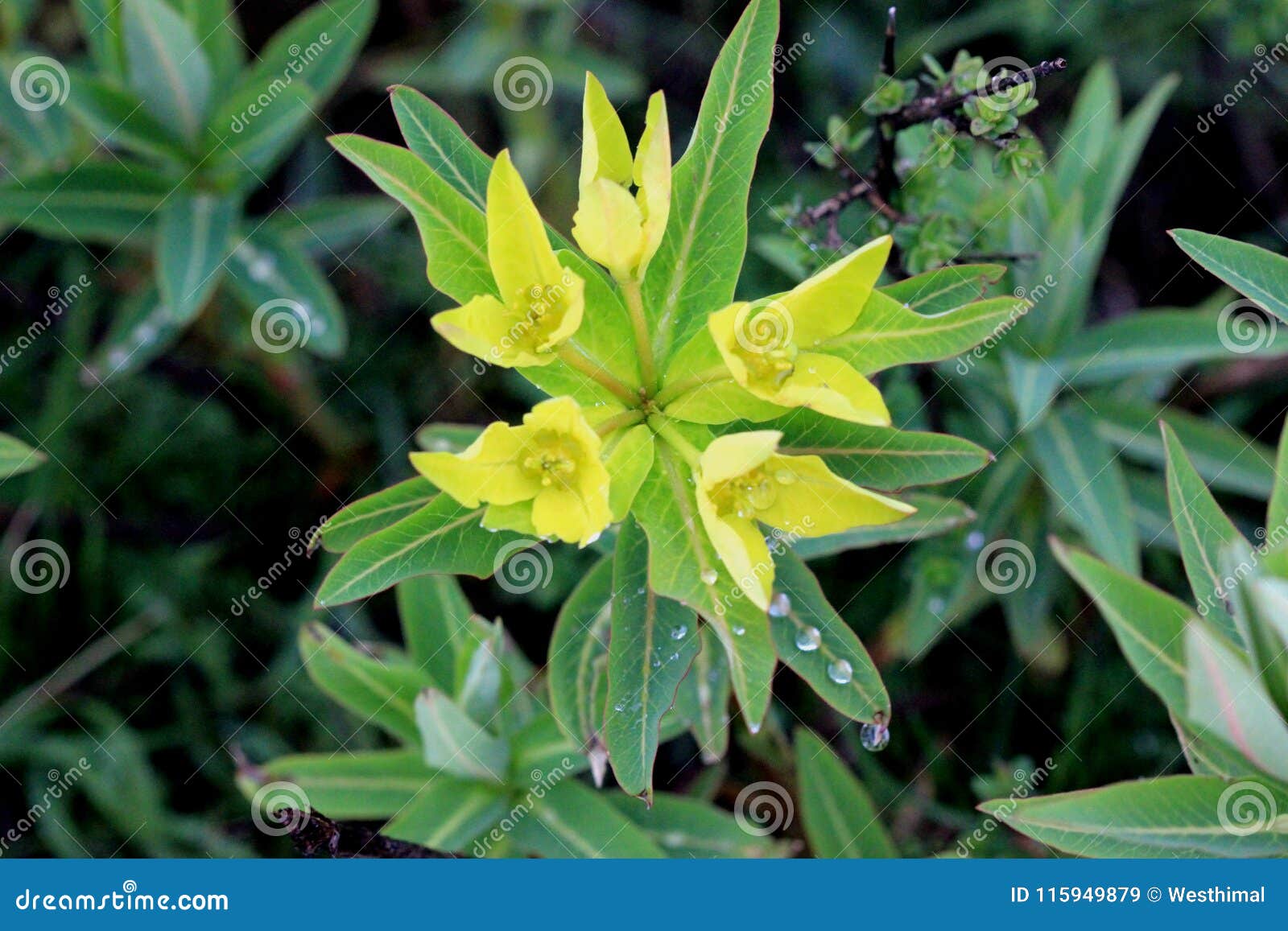 Wallich Spurge, Spurge Himalayan, Wallichii Del Euforbio Imagen de archivo - Imagen de acentuado ...