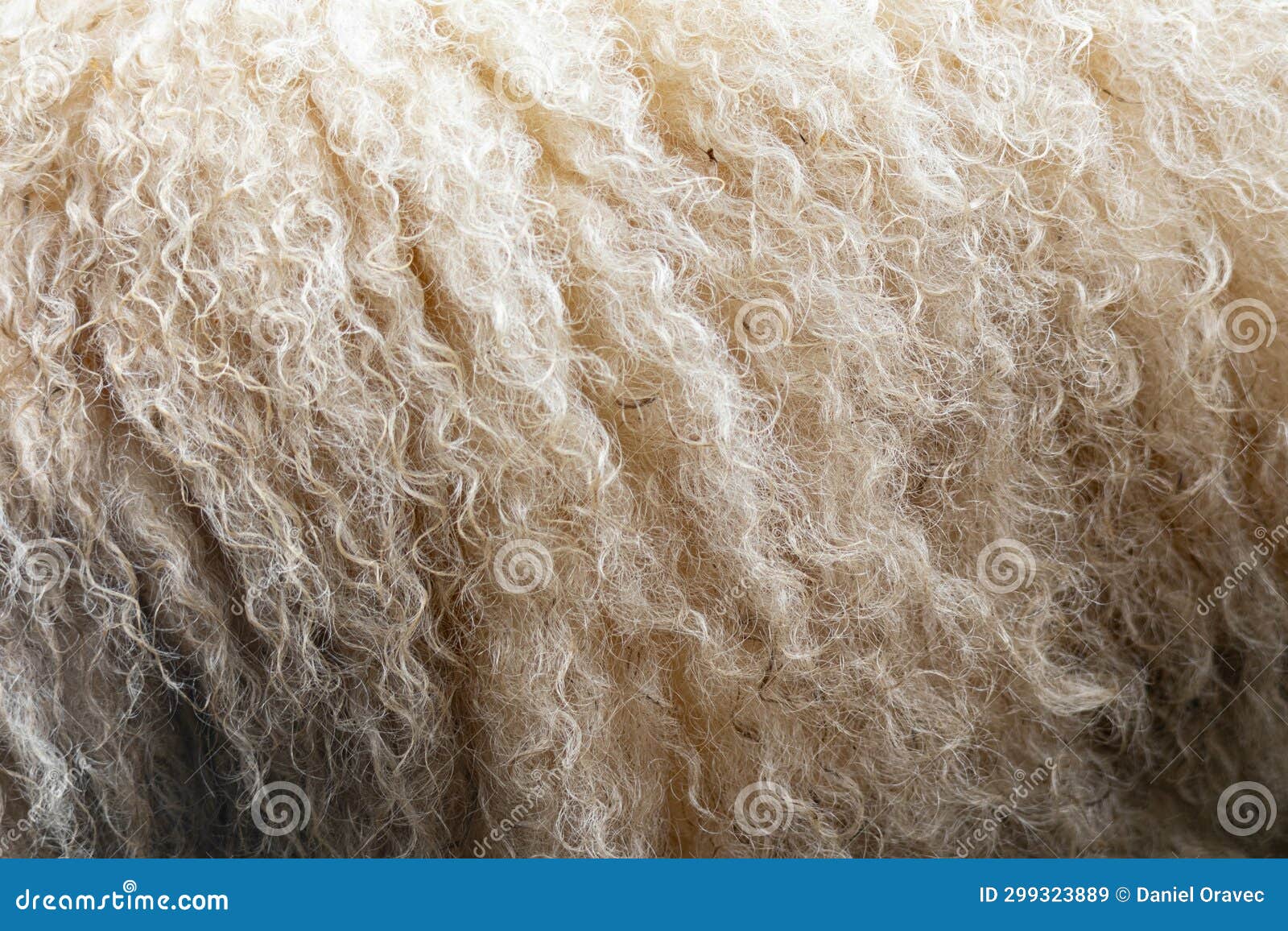 Wallisian Sheep Wool Detail Stock Image - Image of material, skin ...