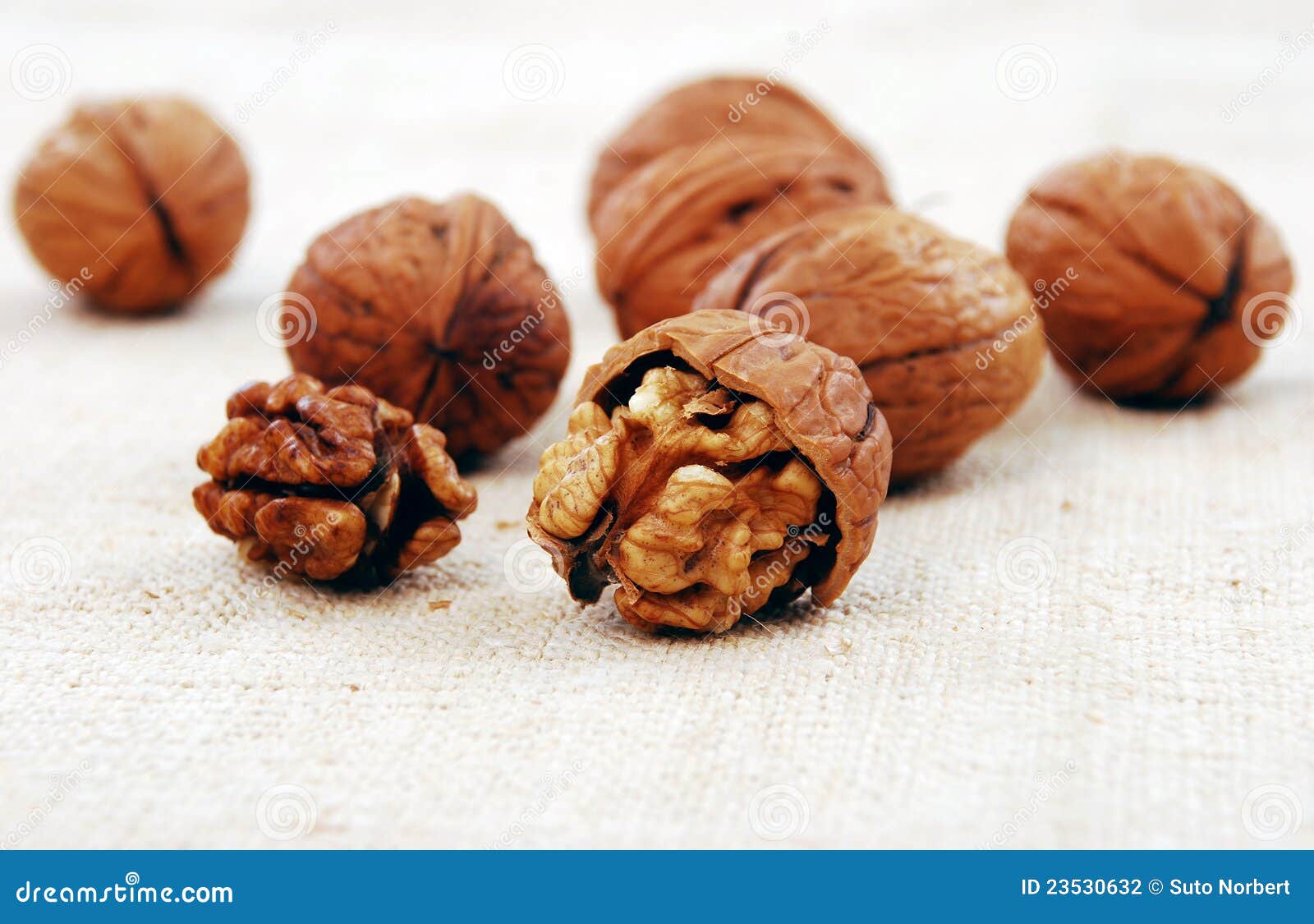 Wallnuts close-up stock photo. Image of brown, macro - 23530632