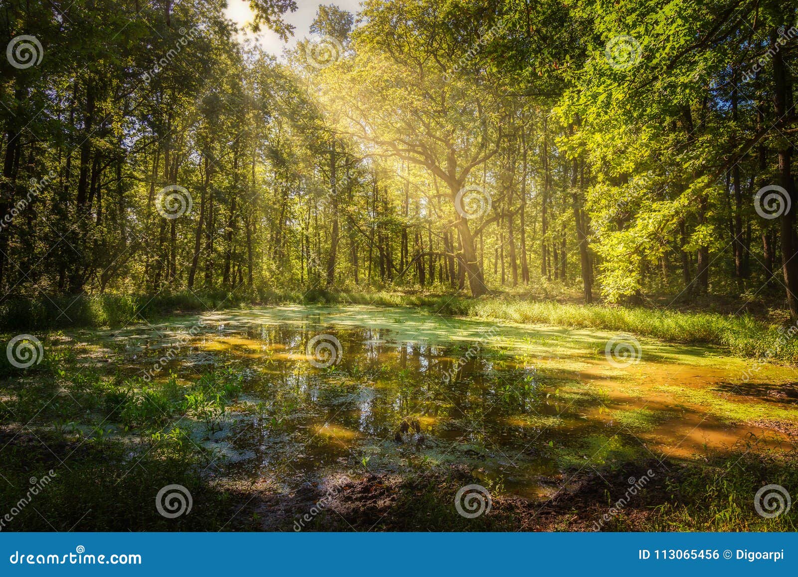 Wallow in the Forest in a Sunny Day Stock Photo - Image of environment ...