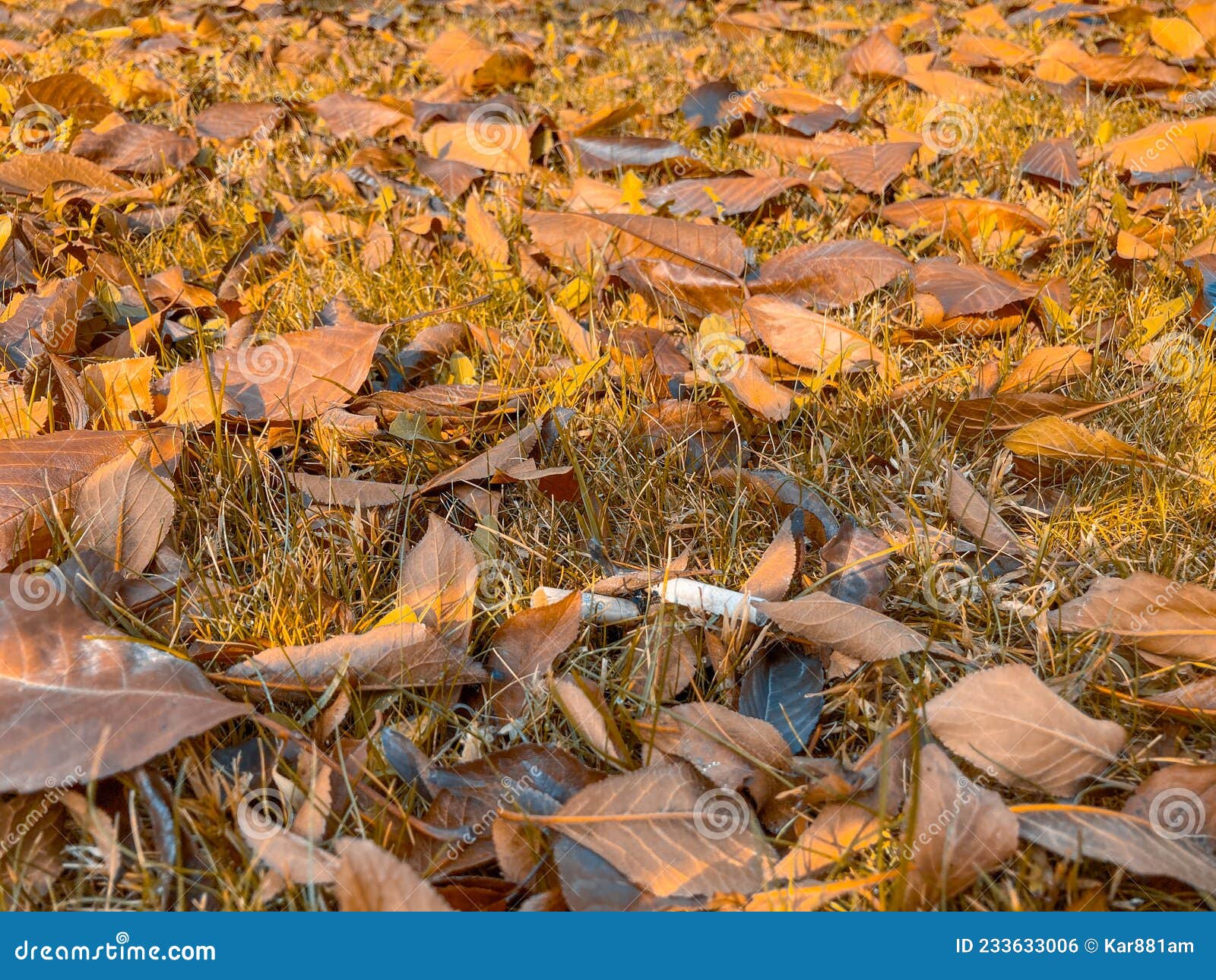 Wallpaper Autumn Leaf Fall with Fallen Leaves on the Ground Stock Photo ...