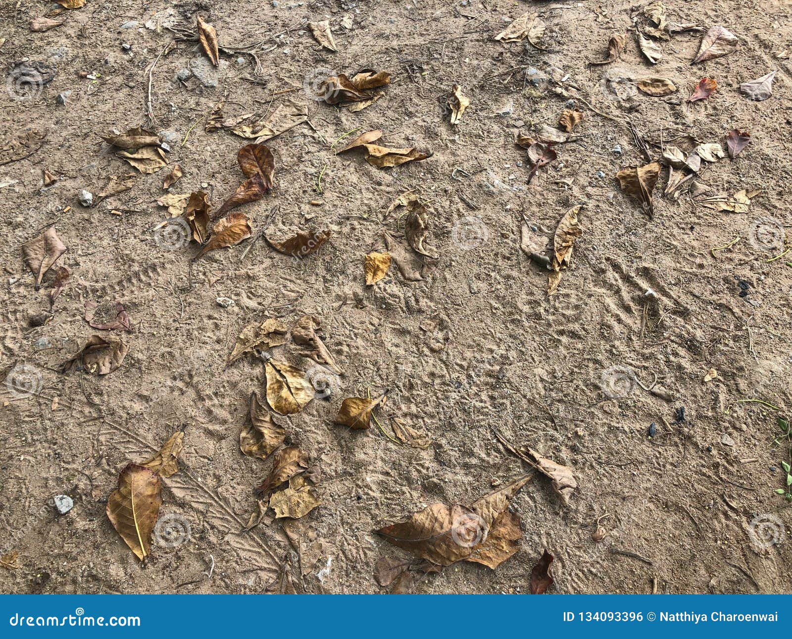 Sand Leaves Beach Brown View Background Autumn Stock Photo - Image of ...