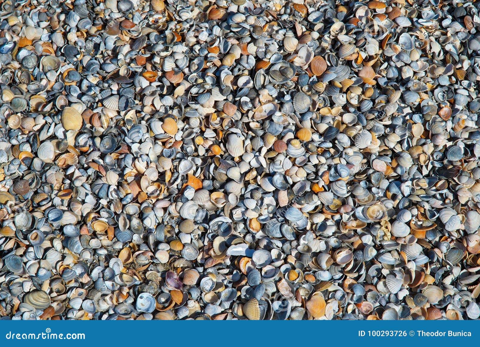 Wallpaper. Background with Colored Shells Stock Photo - Image of light ...