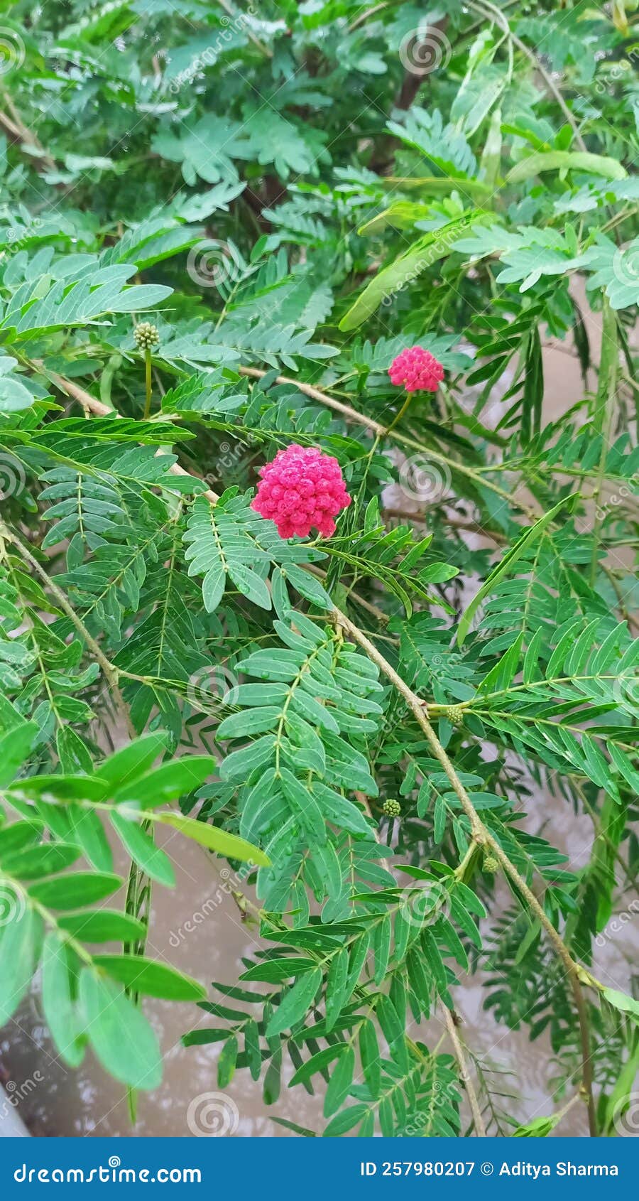 Wallpaper beautiful folwer stock image. Image of fruit - 257980207