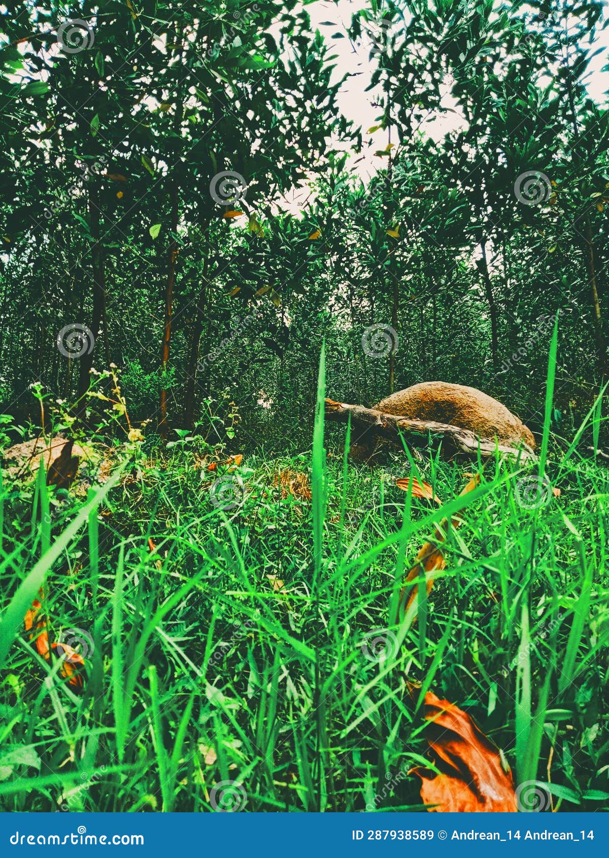 Wallpaper with Begraund Beauty of Forest and Grass Stock Image - Image ...