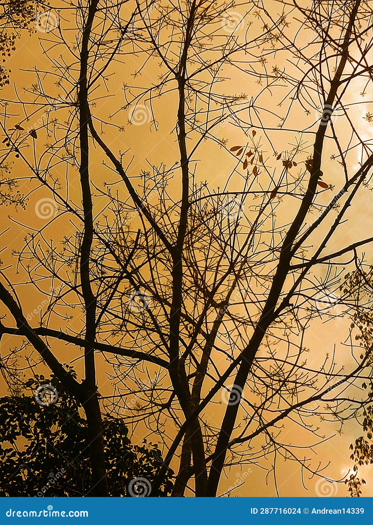 Wallpaper of Begraund of Trees Experiencing Autumn Stock Photo - Image ...