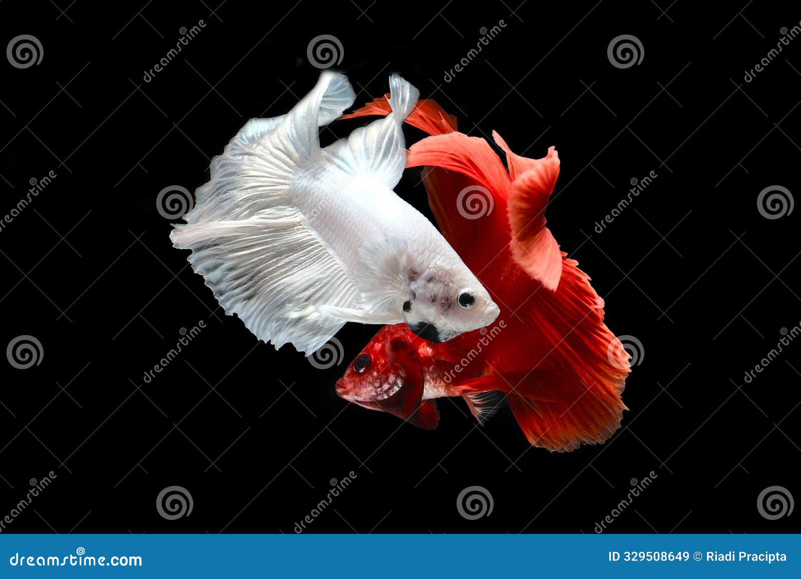 Wallpaper Betta Fish Fighting Stock Image - Image of alam, hewan: 329508649