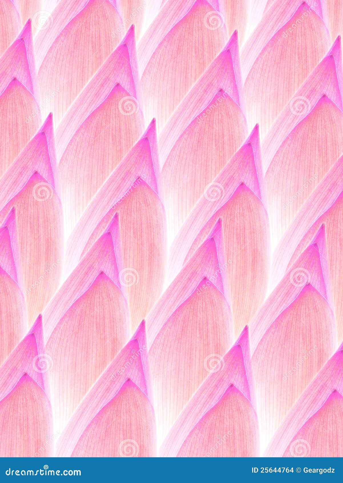 Wallpaper: Lotus Flower Royalty-Free Stock Photography | CartoonDealer ...