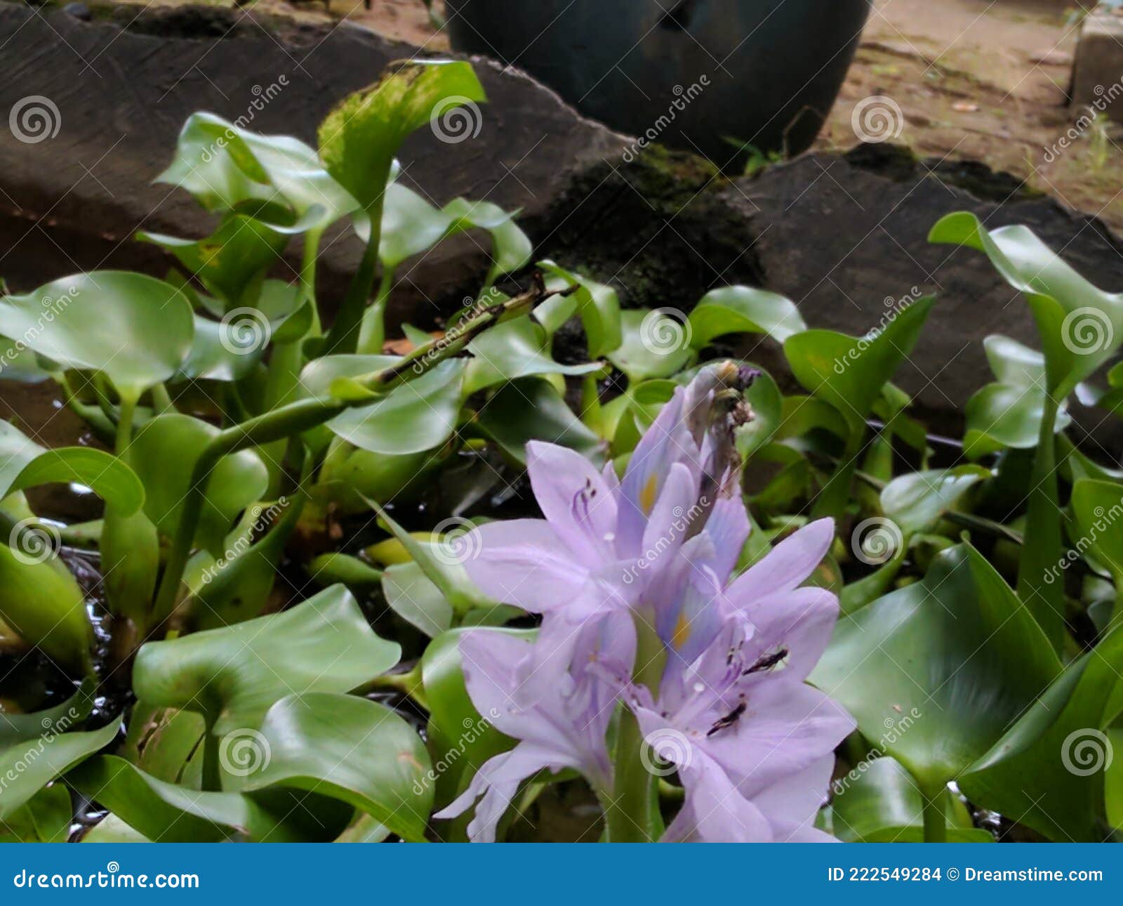 Wallpaper bunga teratai stock photo. Image of garden - 222549284