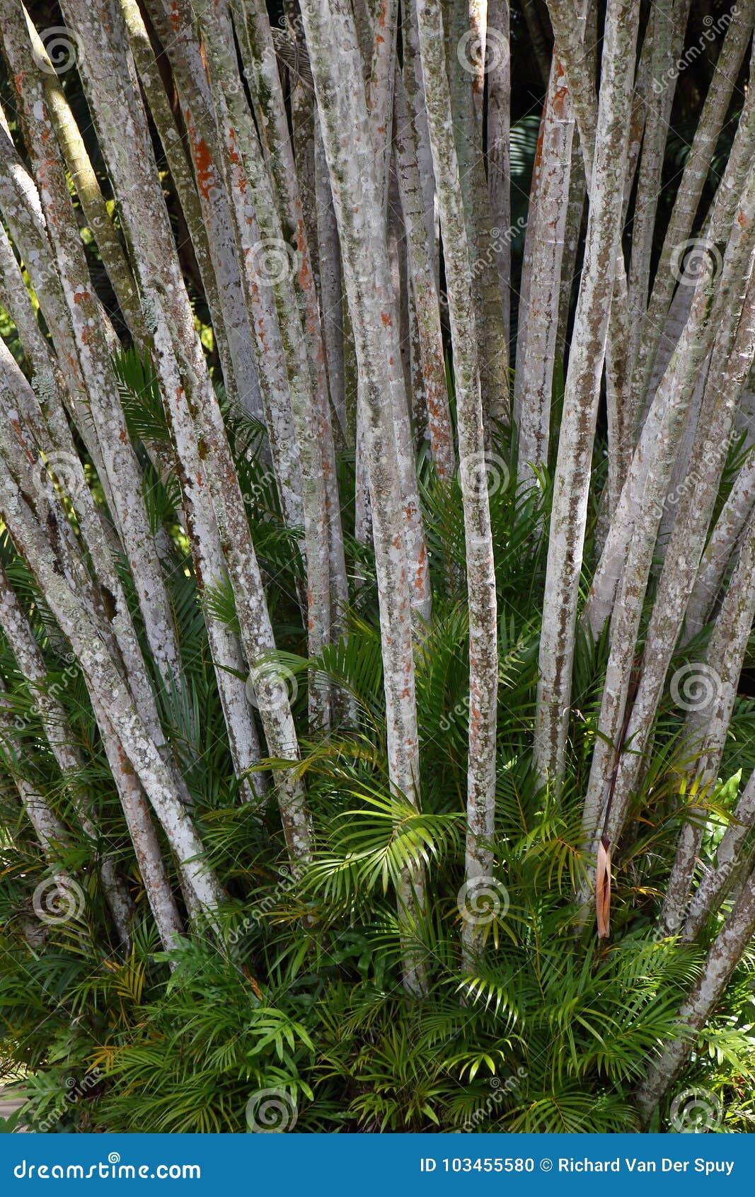 Wallpaper with Forest Motif Stock Photo - Image of soothing, peaceful ...