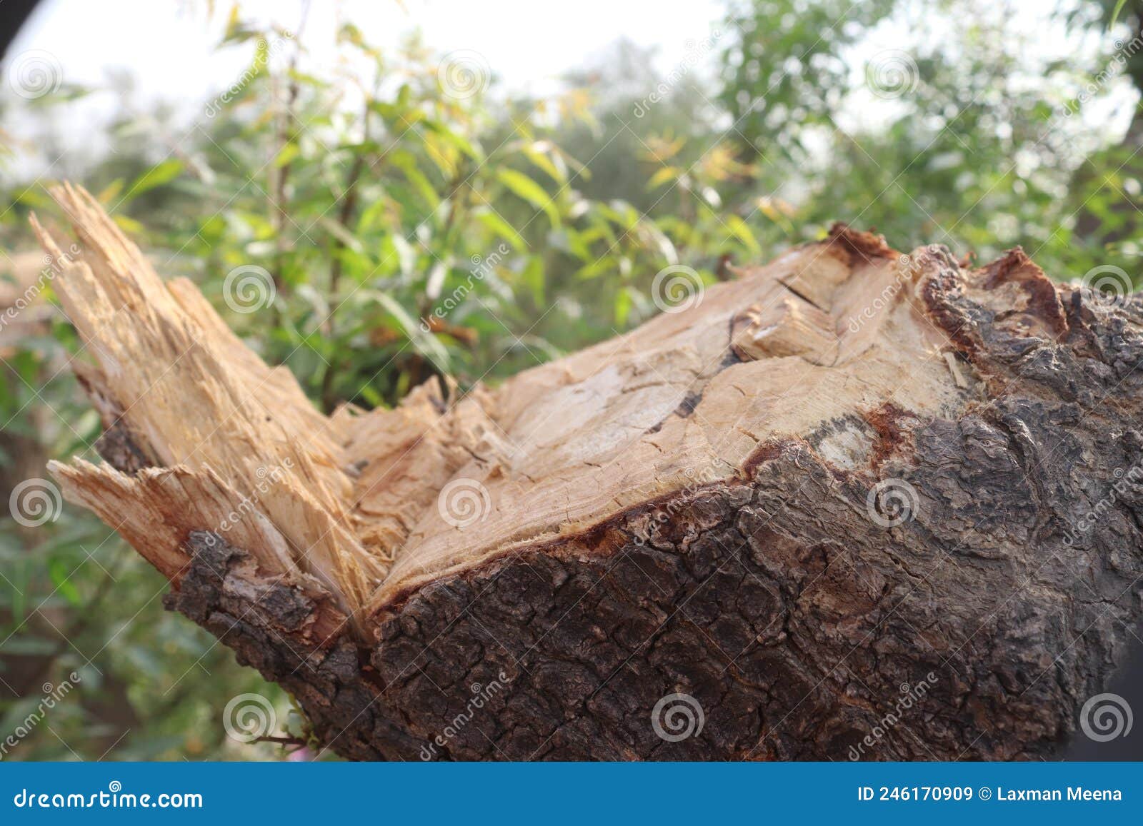 Cut tree branch stock image. Image of natu, wallpaper - 246170909
