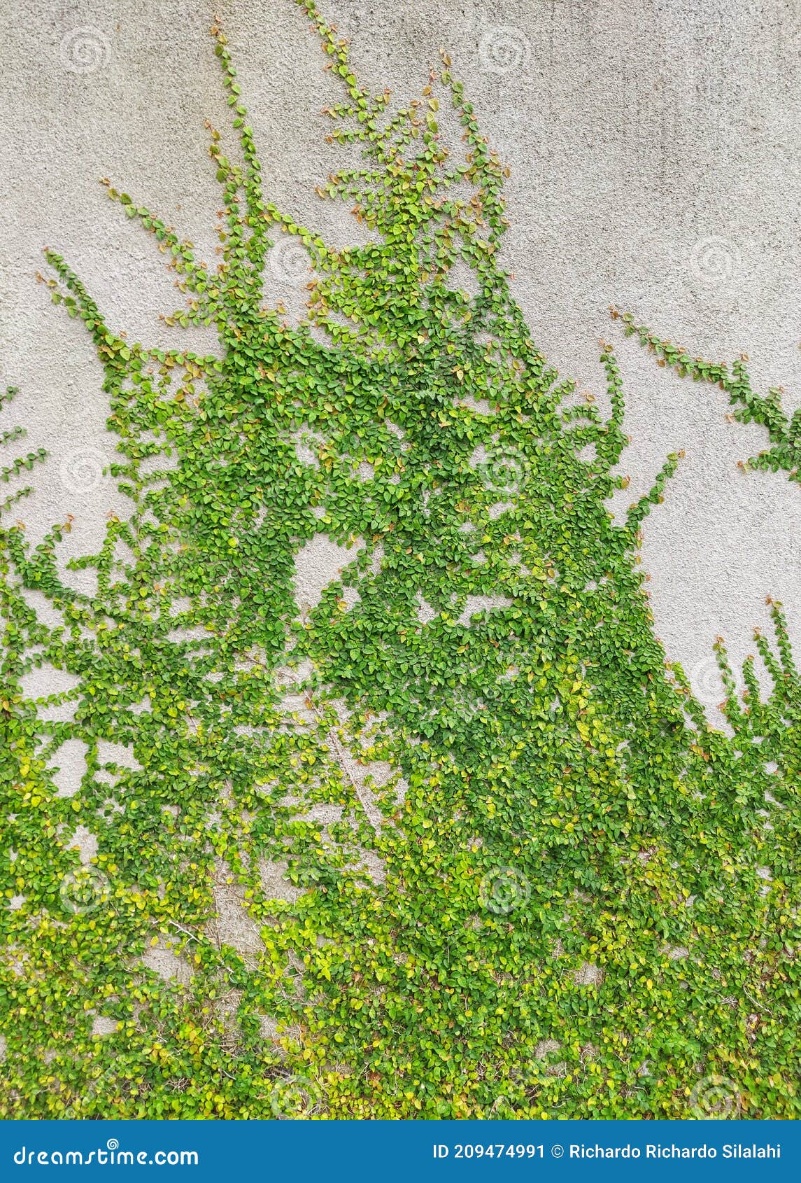 Wallpaper of Green Climbing Grass Stock Image - Image of tree ...