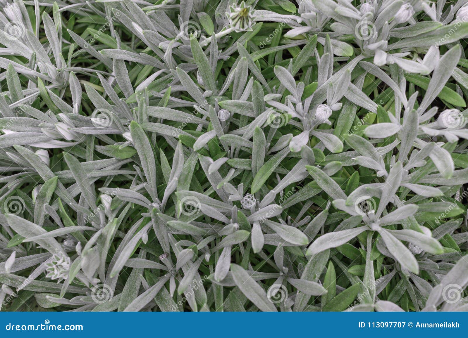 Grey Green Grass. Wallpaper. Stock Image - Image of nature, field ...