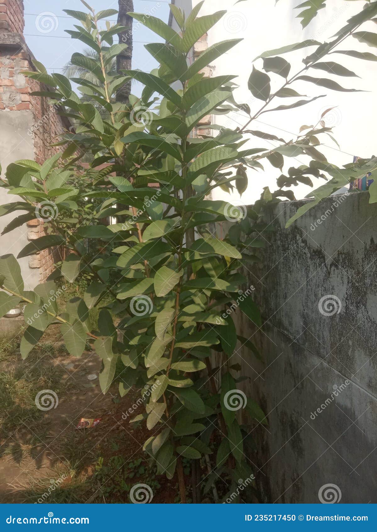 Wallpaper image stock photo. Image of dates, tree, plan - 235217450