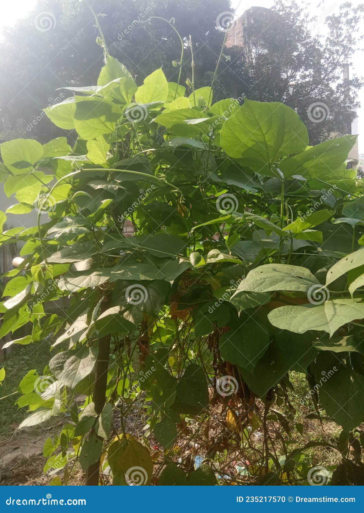 Wallpaper image stock photo. Image of tree, plan, dates - 235217570