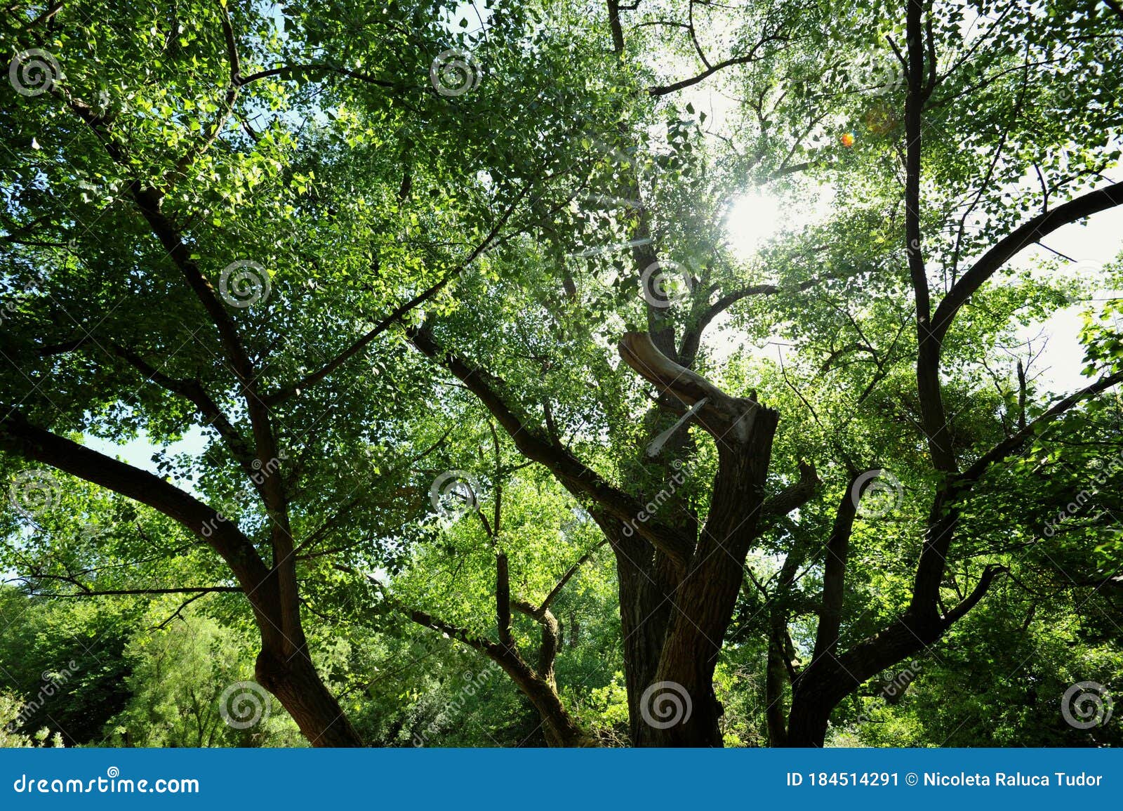 Wallpaper Image with Generic Vegetation with Tree Branches in Summer ...