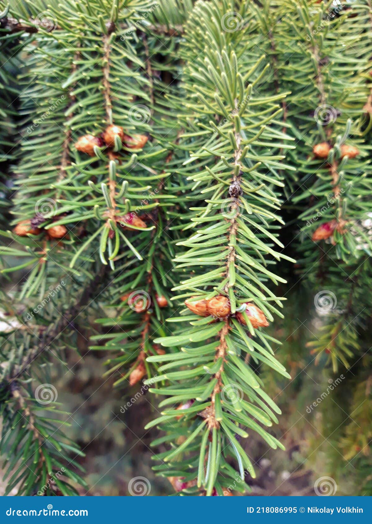Small Cones on the Branches of a Pine Tree. Stock Image - Image of ...