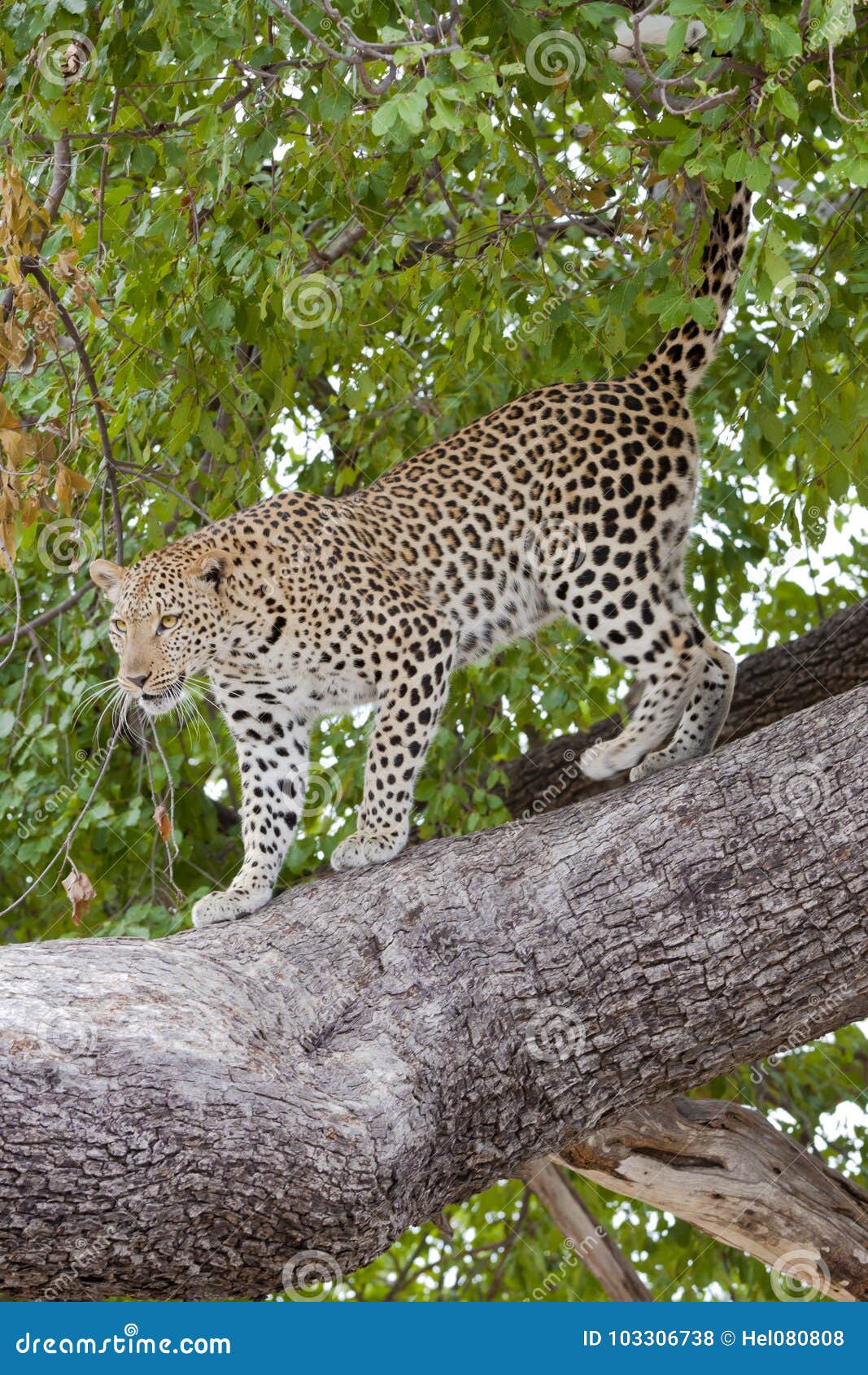 Leopard Relaxed Lying On Tree. Sleeping Leopard In Botswana, Africa ...