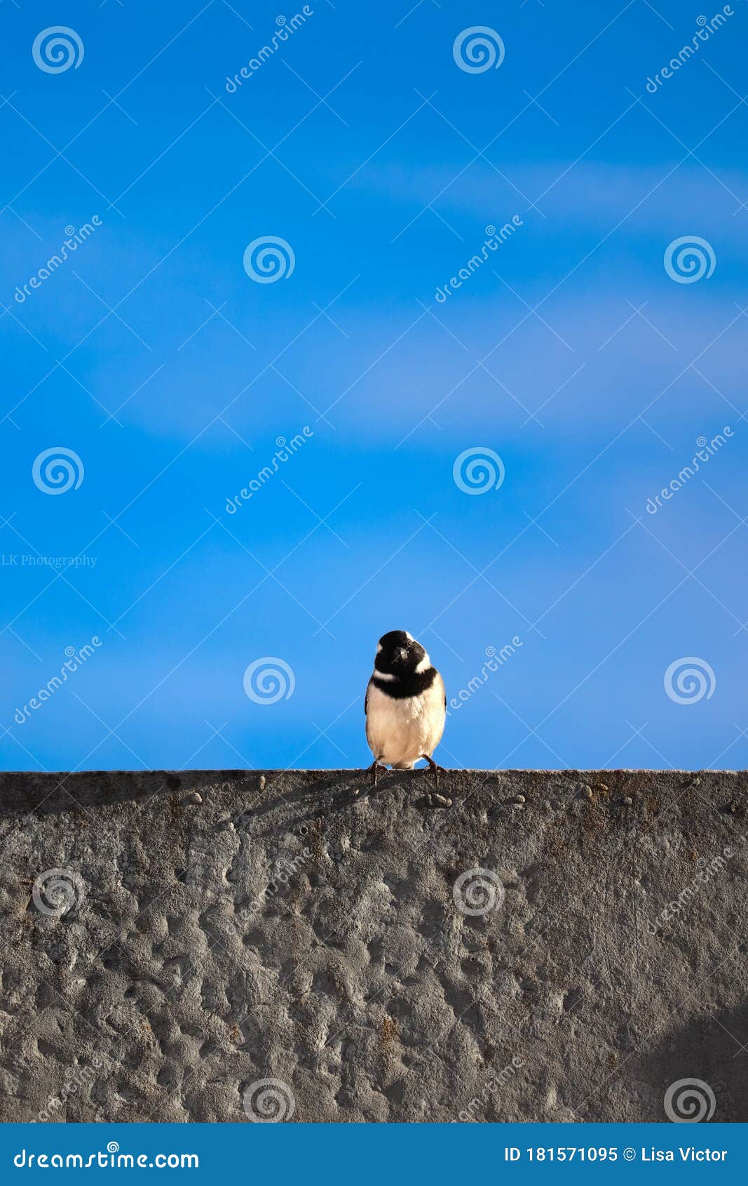 Wallpaper Perfect. Why You Looking at Me? Stock Image - Image of ... Wallpaper Perfect. Why You Looking at Me? Stock Image - Image of ...