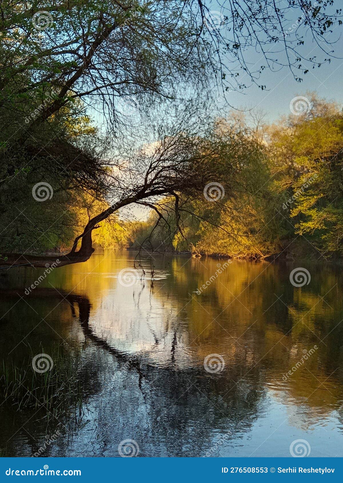 Wallpaper for Phone, Tree Reflection on the River Stock Image - Image ...