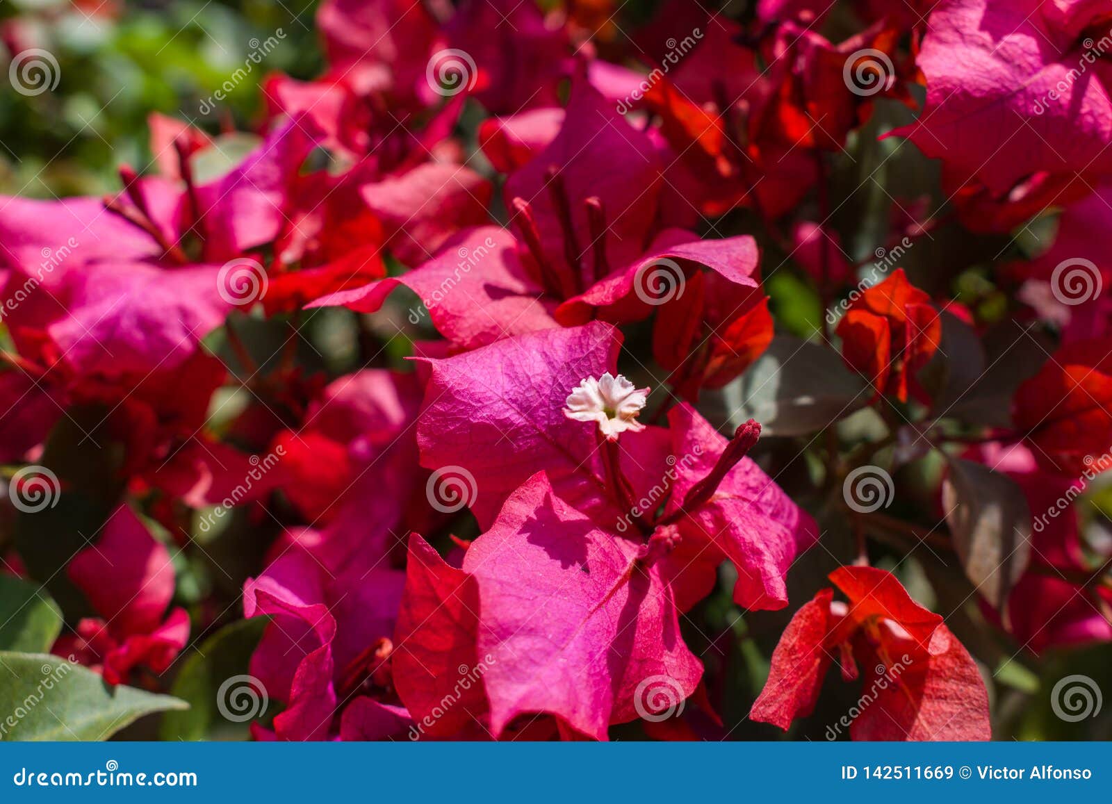 WALLPAPER of RED FLOWERS in the FOREGROUND Stock Image - Image of ...