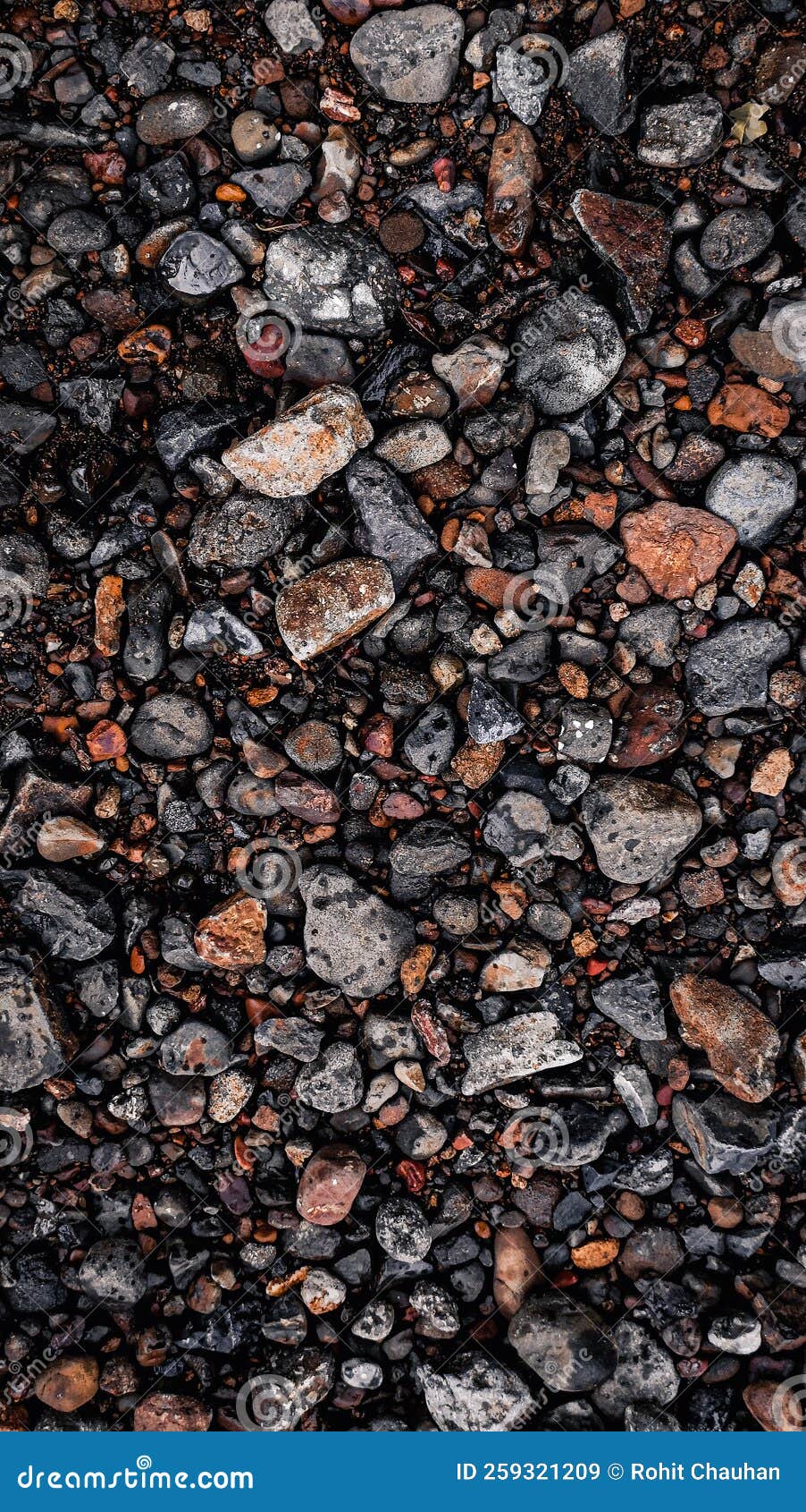 Small rock stock image. Image of floor, trunk, collection - 259321209