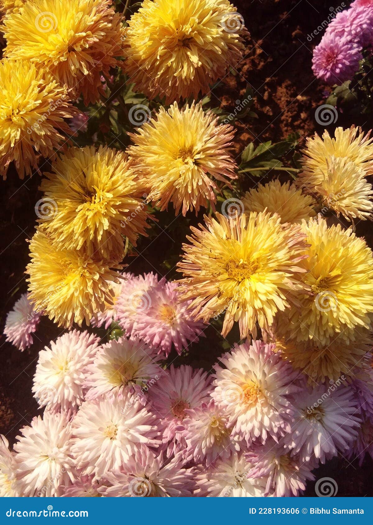 Wallpaper of Sebati Indian Flower in Winter Stock Photo - Image of ...