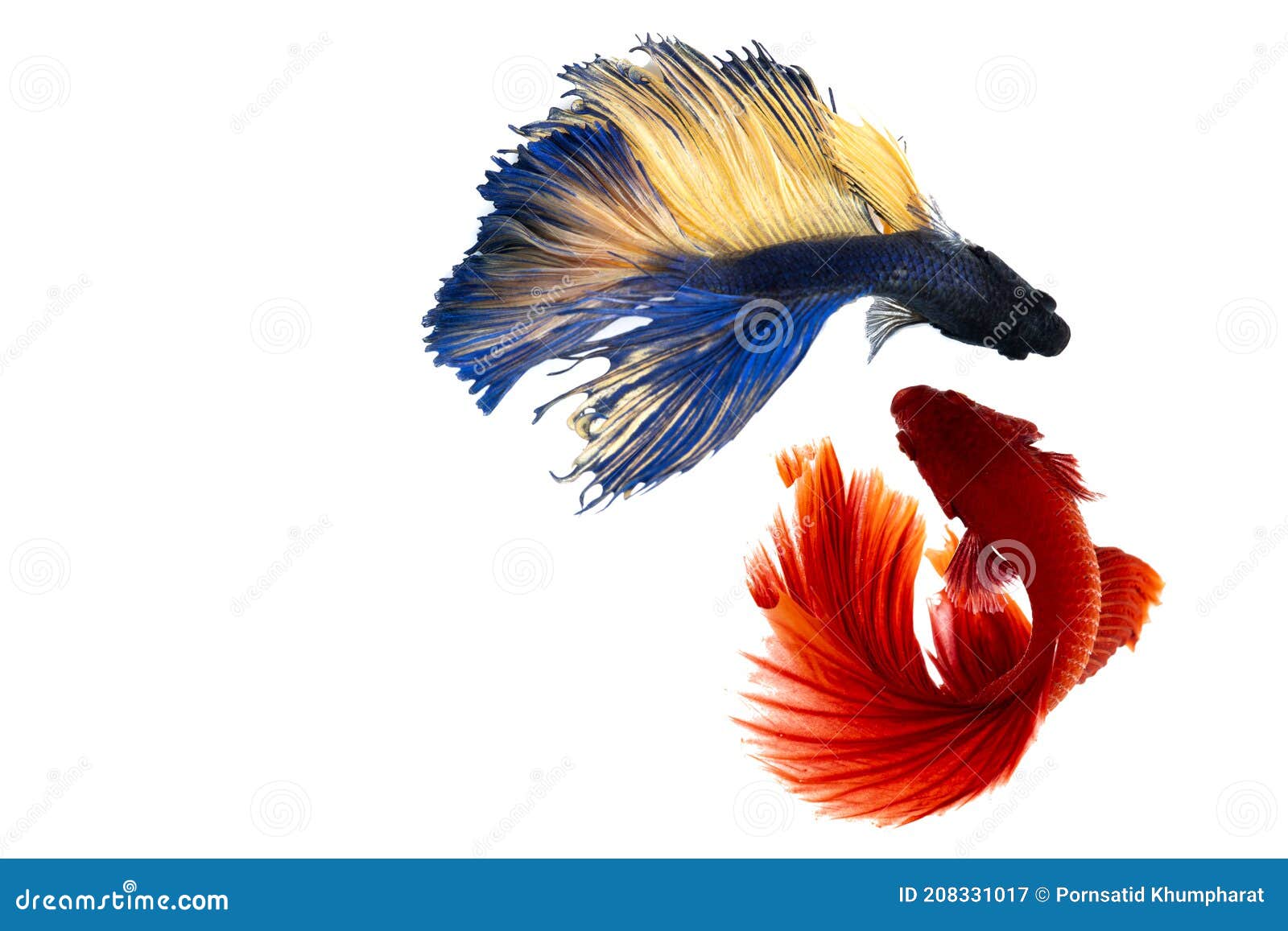 Wallpaper of the Shape of the Thai Fighting Fish Stock Image - Image of ...