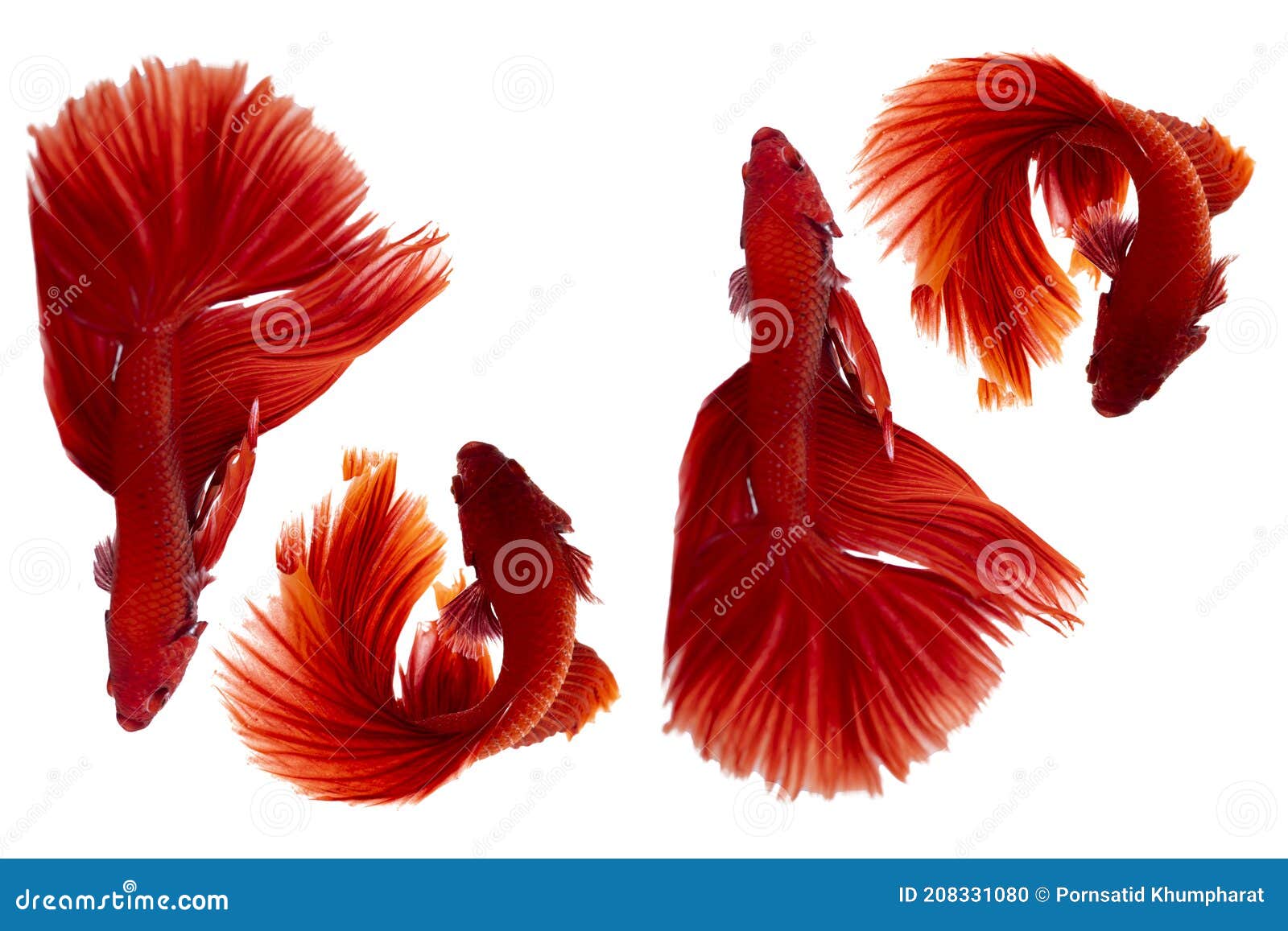 Wallpaper of the Shape of the Thai Fighting Fish Stock Photo - Image of ...
