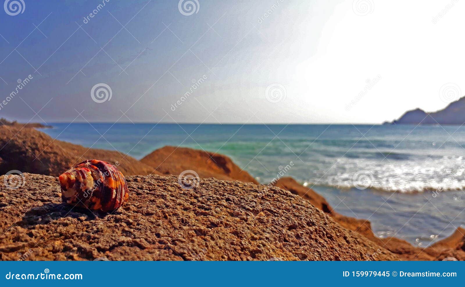 Wallpaper Snail in the Beach Stock Image - Image of sunbathing, animal ...