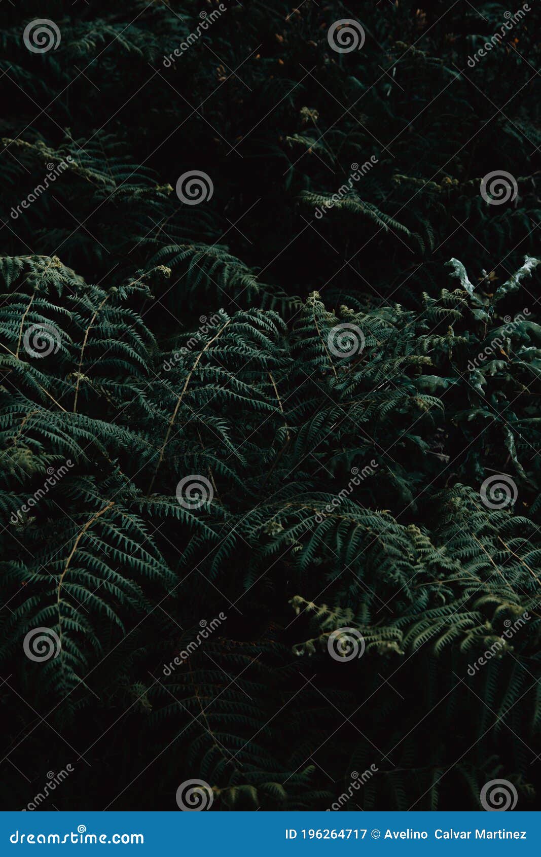Wallpaper of Some Dark Green Textured Ferns in the Forest Stock Image ...