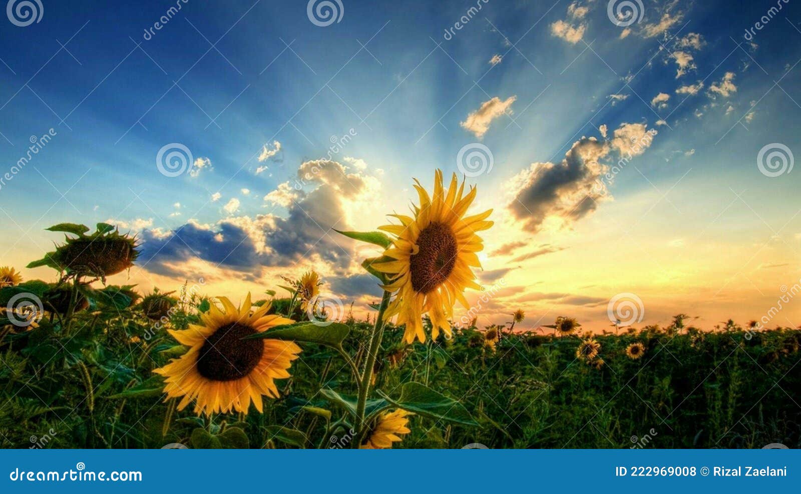 Wallpaper Sunflower in the Morning Stock Photo - Image of flowers ...