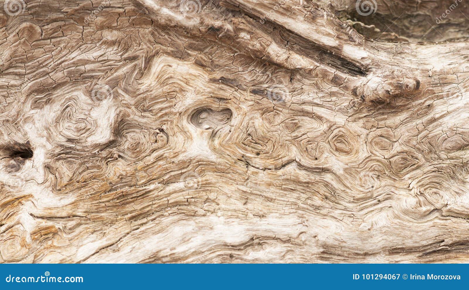Texture of a Tree, Background Stock Image - Image of history ...