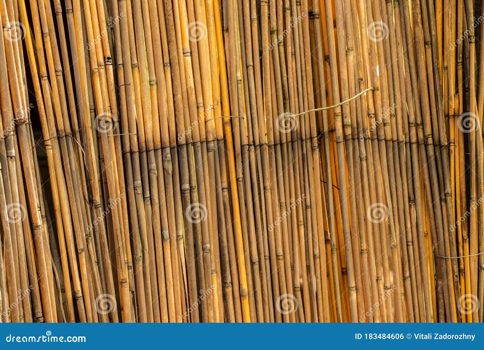 Wallpaper with the Texture of Tree Bark Bamboo Stock Photo - Image of ...