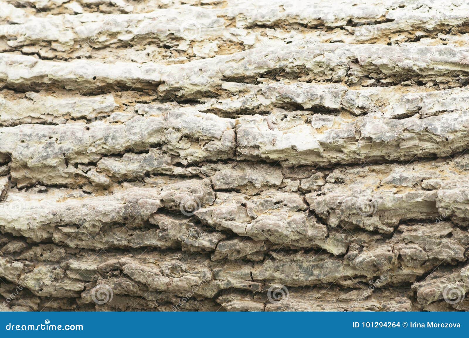 Texture of a Tree, Background Stock Photo - Image of surface, closeup ...