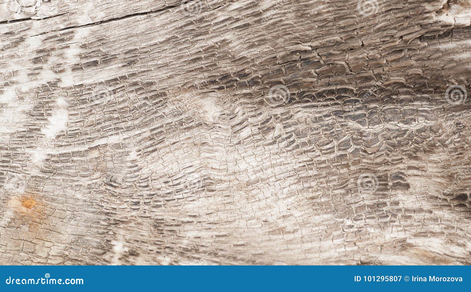 Texture of a Tree, Background Stock Image - Image of design, brown ...