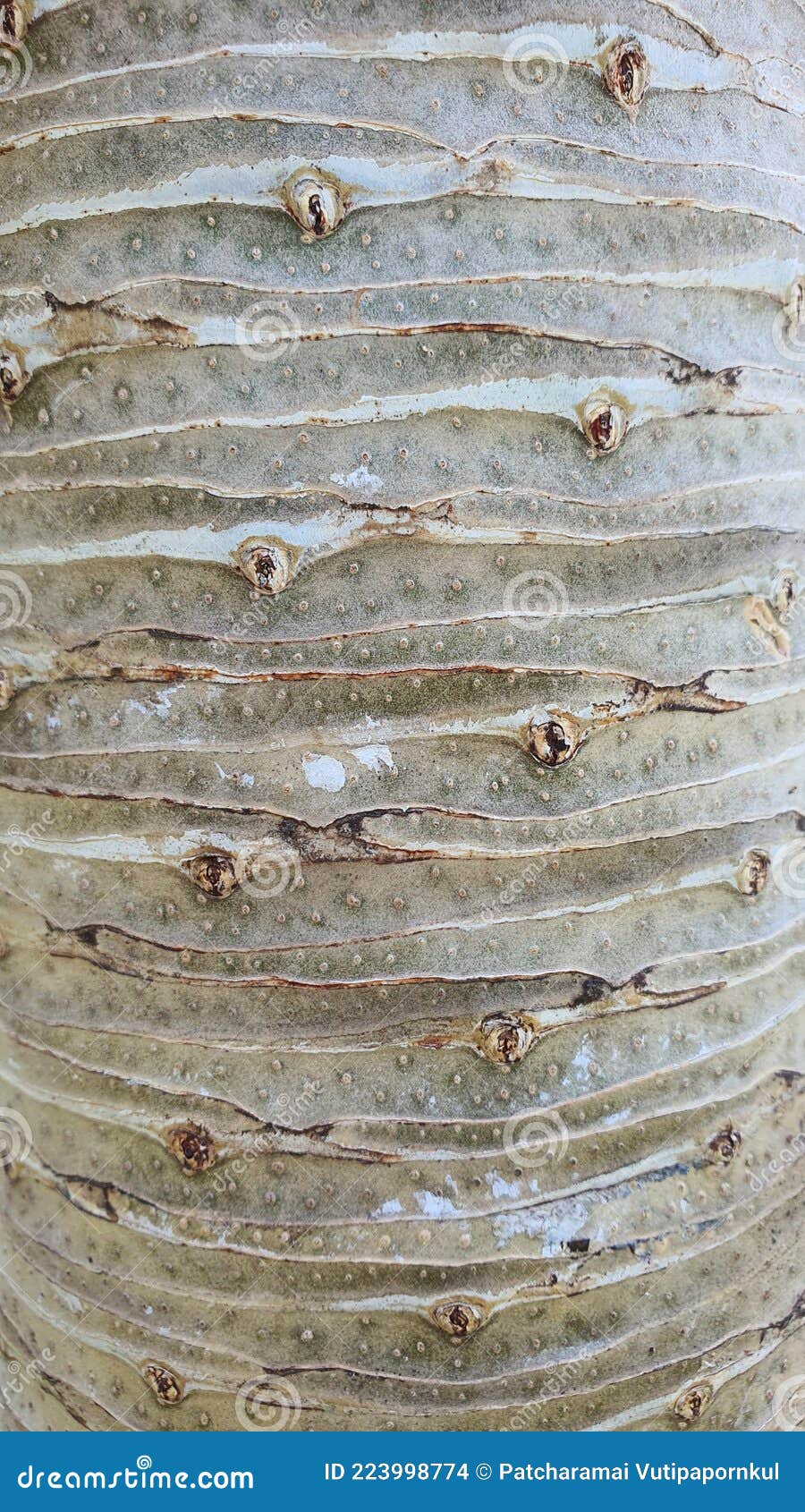 Wallpaper Textures and Roughness Brown Trunks. Stock Photo - Image of ...