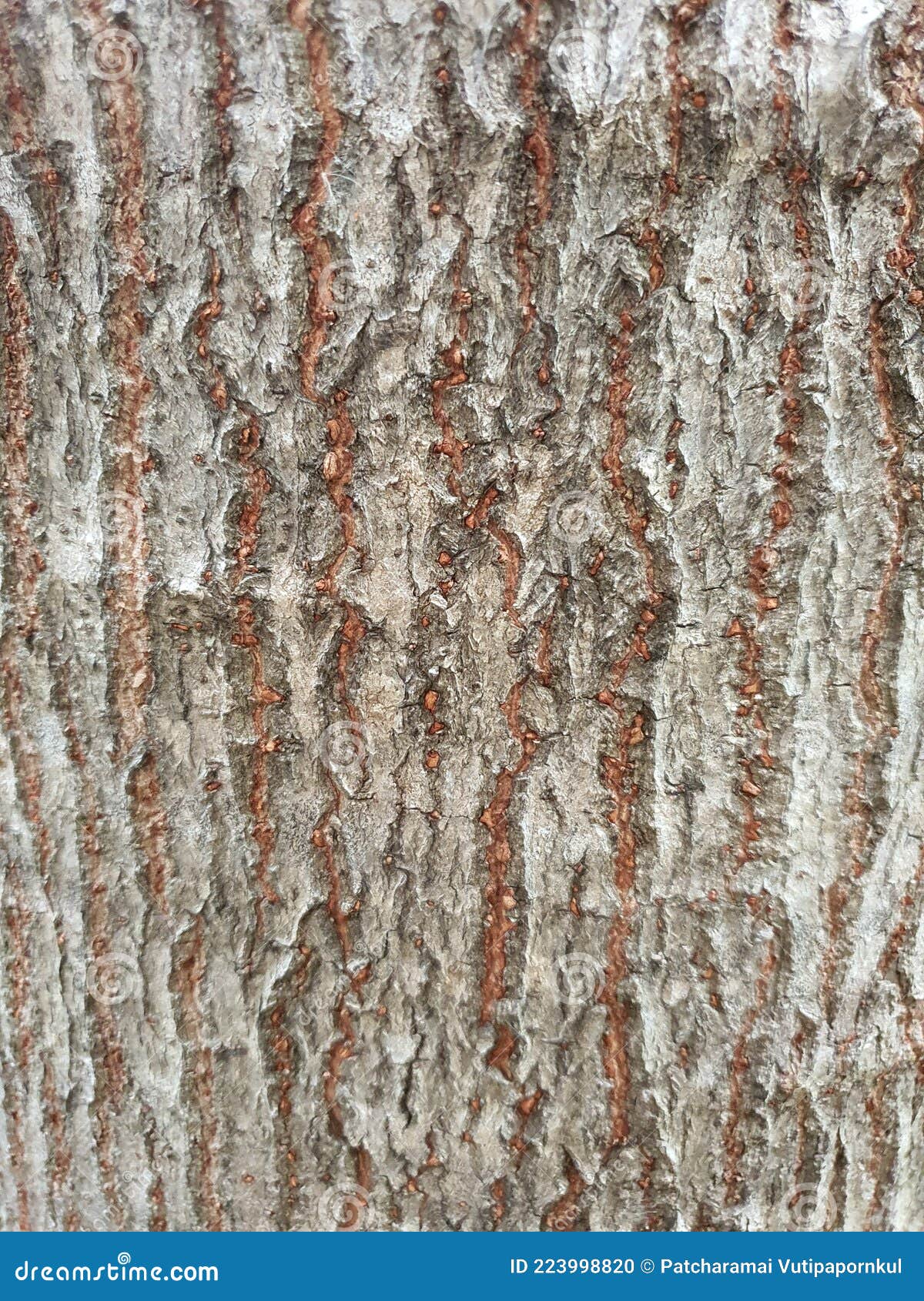 Wallpaper Textures And Roughness Brown Trunks. Royalty-Free Stock Image ...