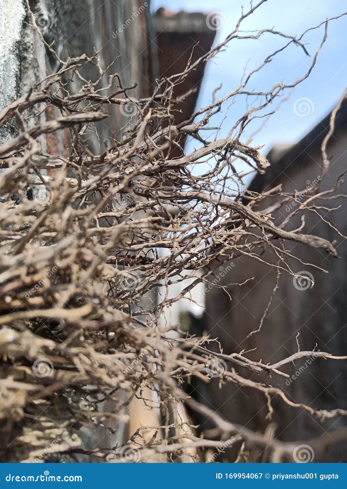 The Wallpaper of Tree Daal. Macoshot Under Sky Stock Image - Image of ...