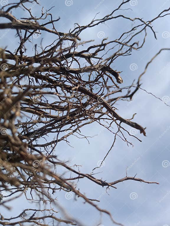 The Wallpaper of Tree Daal Under Sky. Stock Image - Image of tree, daal ...