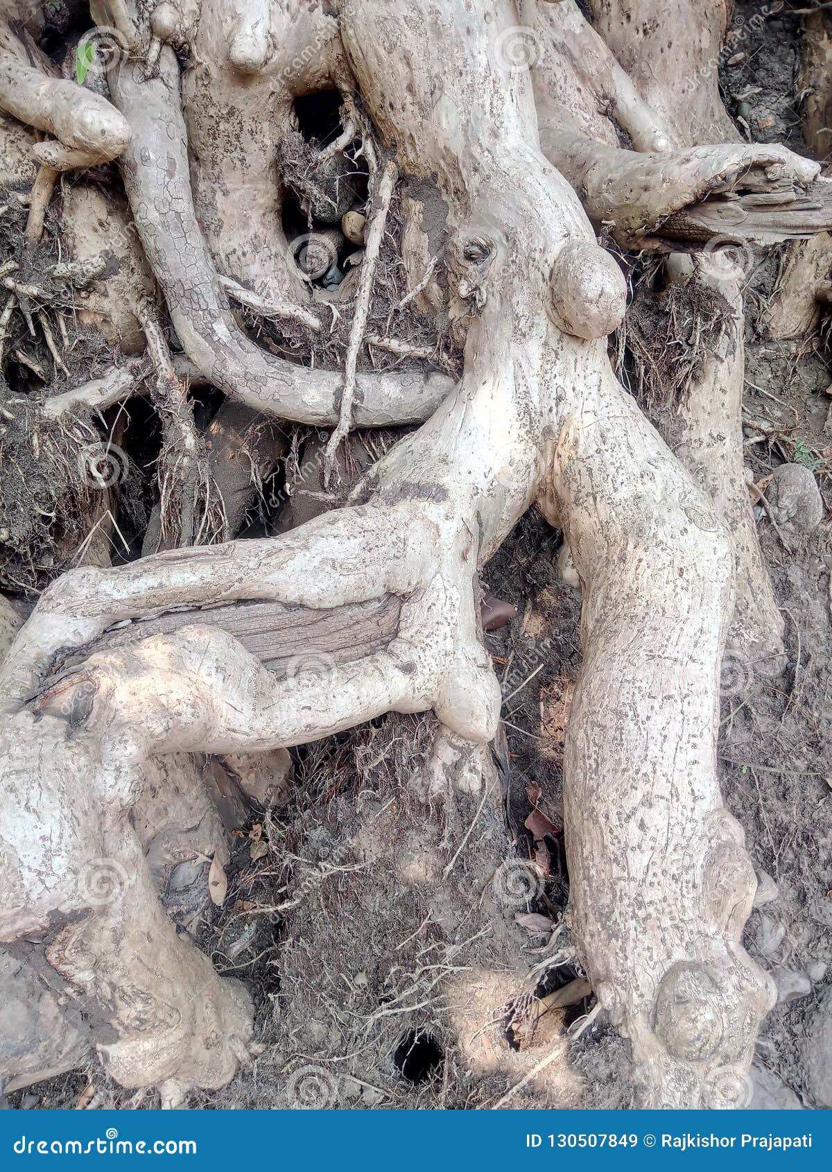 Wallpaper stock image. Image of wallpaper, tree, roots - 130507849