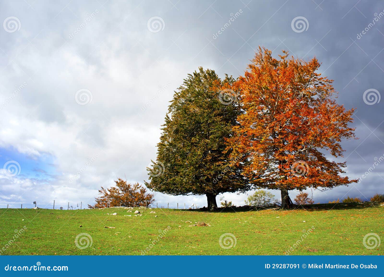 Wallpaper of two trees stock image. Image of beautiful - 29287091