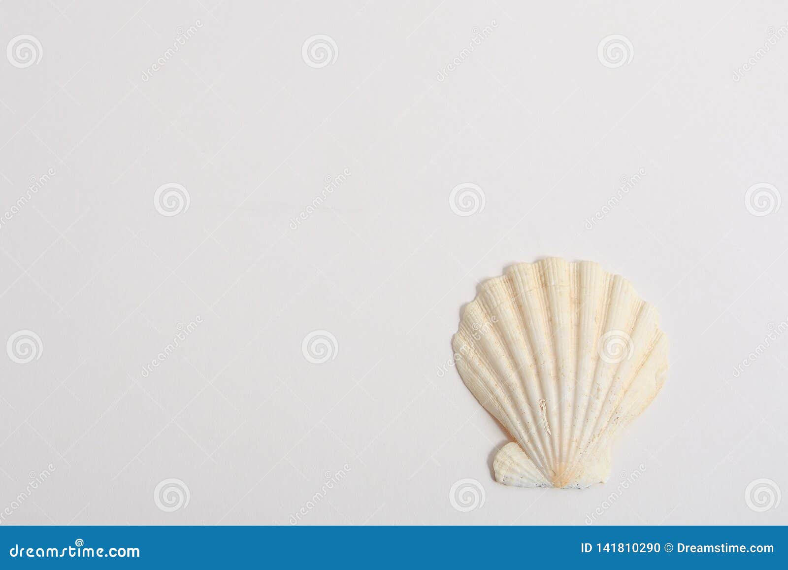 Wallpaper with a White Shell Stock Photo - Image of white, minimalism ...