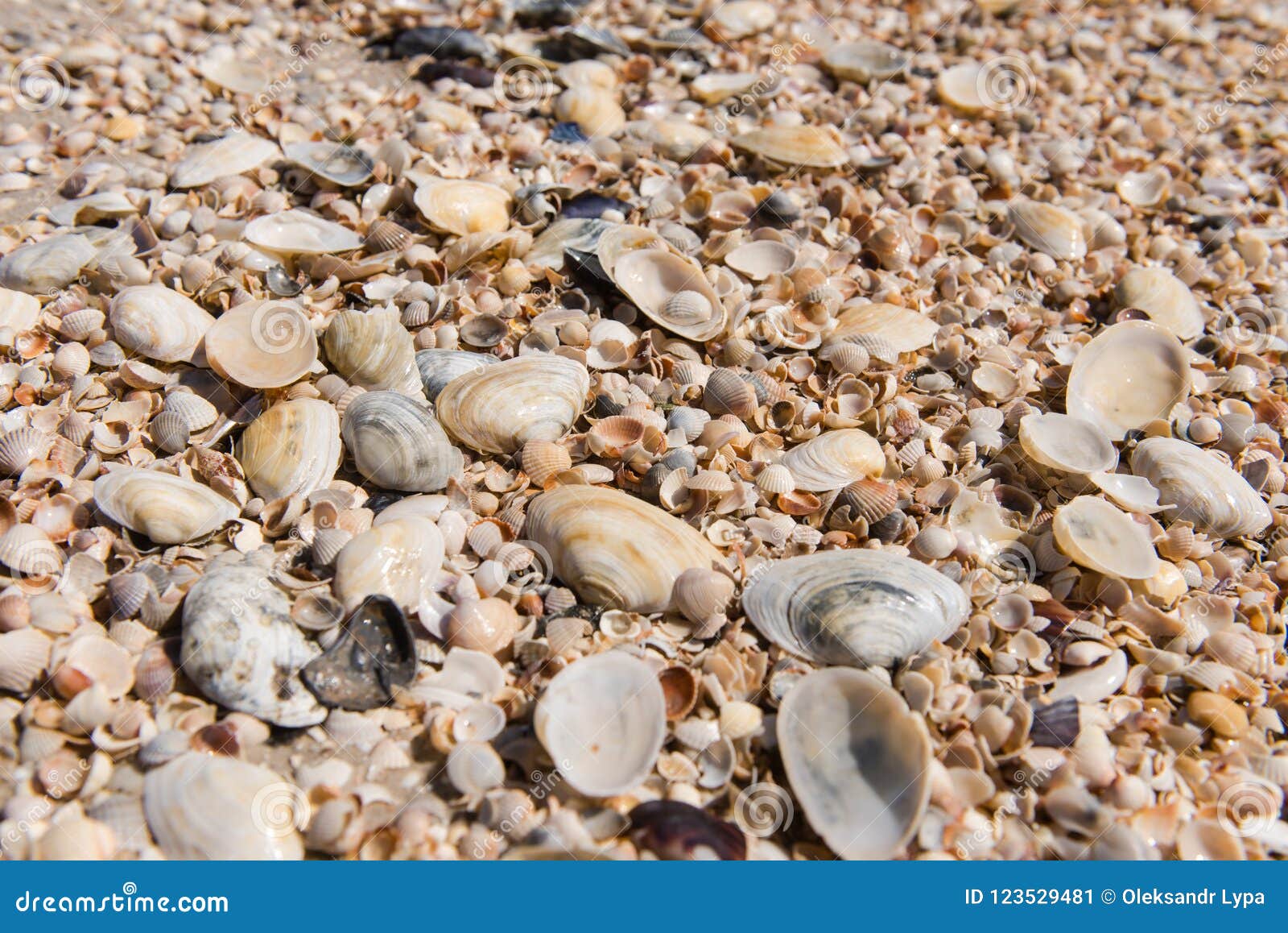 Wallpaper Yellow Shellfish Beach Background Close Up Stock Image ...