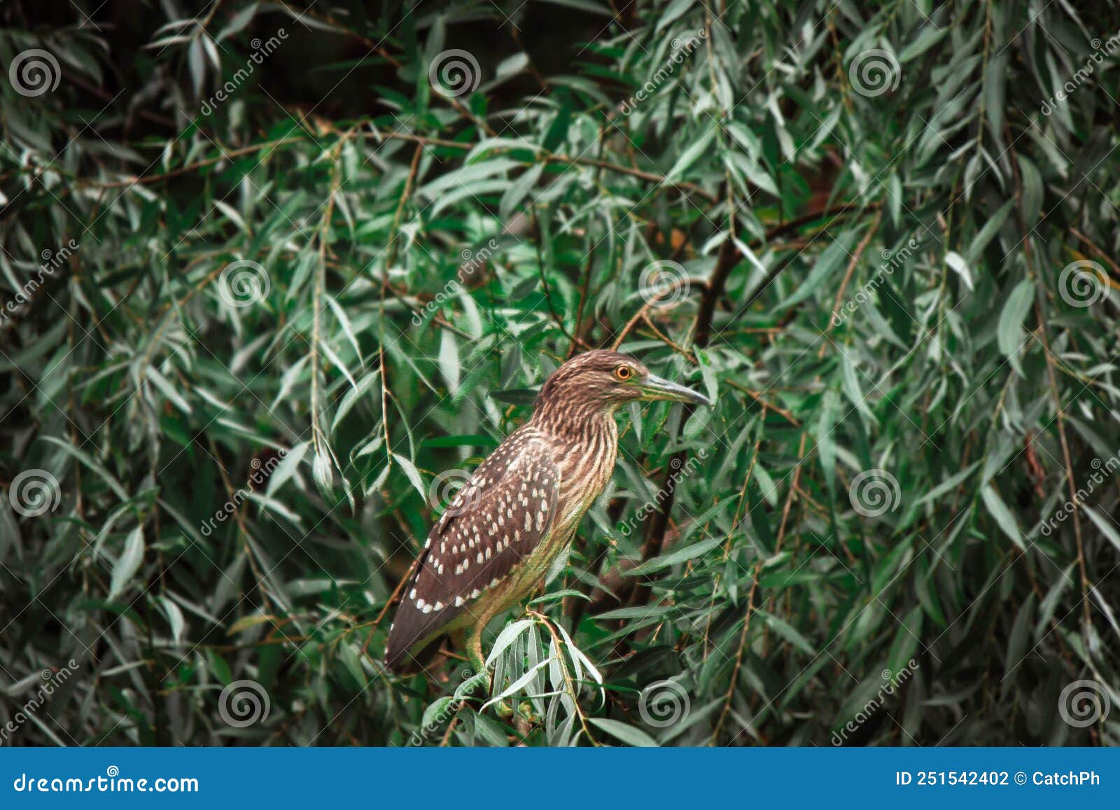 The Marsh Bittern in Its Usual Habitat Stock Photo - Image of garden ...