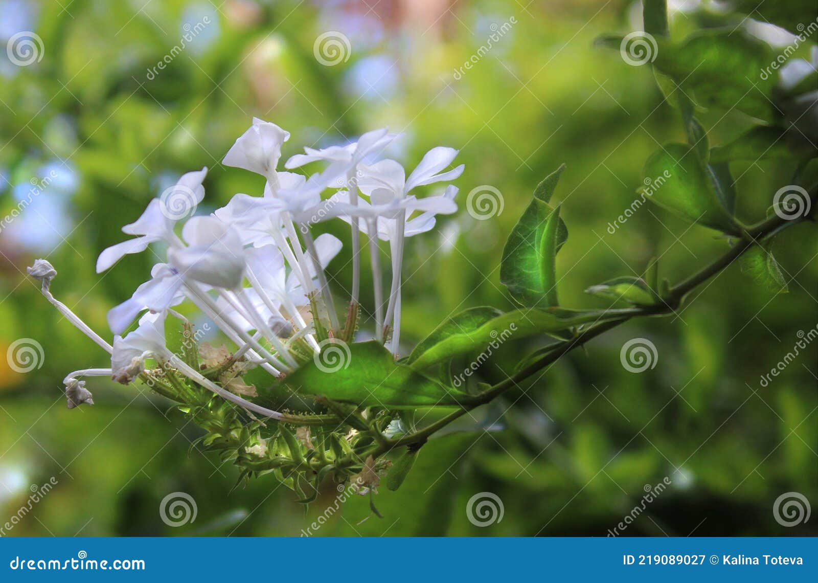 Wallpapers. White Flowers. Green Background. Stock Image - Image of ...